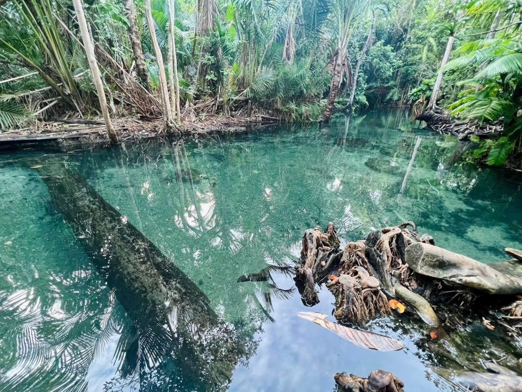 Our Story – Kayak Klong Root Viewpoint