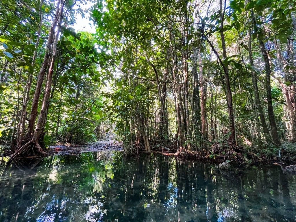 Our Story – Kayak Klong Root Viewpoint